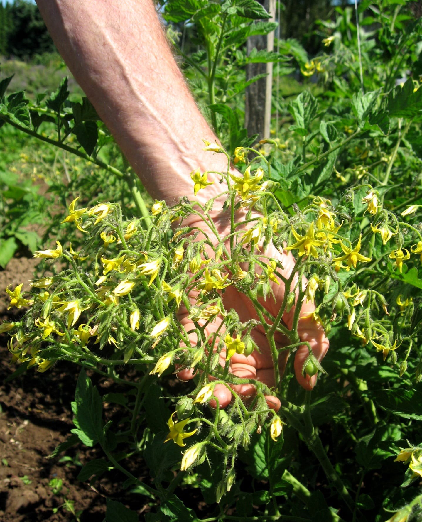 Alan Kapuler: Ecological Sanity in an Era of Corporate Monoculture ...