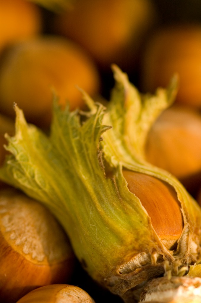 OSU’s Newest Hazelnuts: Oregon, Meet the Wepster - The Corvallis Advocate