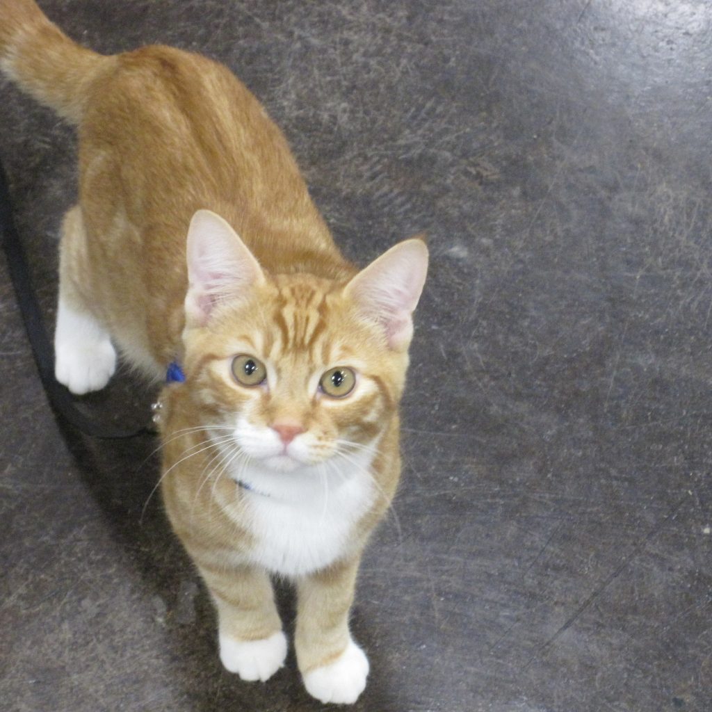 Kitten Training Classes? New Research Suggests Cat Stereotypes Are Just ...