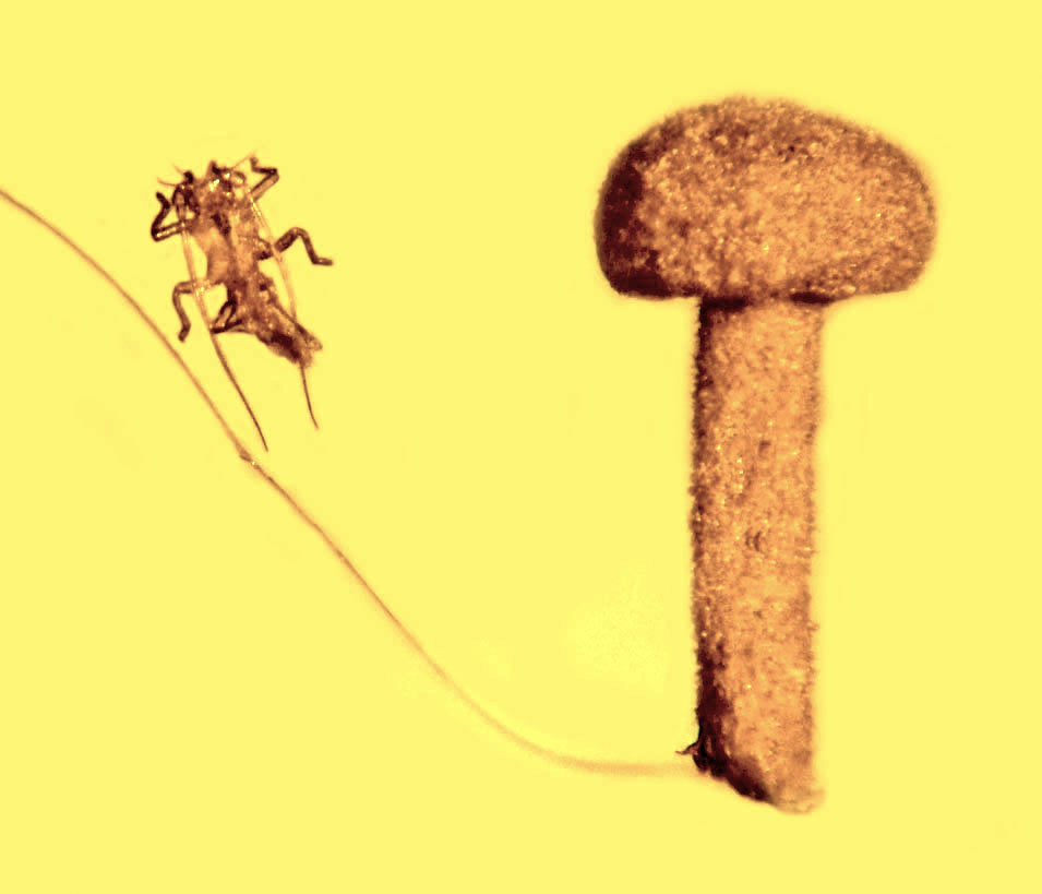 OSU Scientist Names Long-Extinct Mushroom Species - The Corvallis Advocate