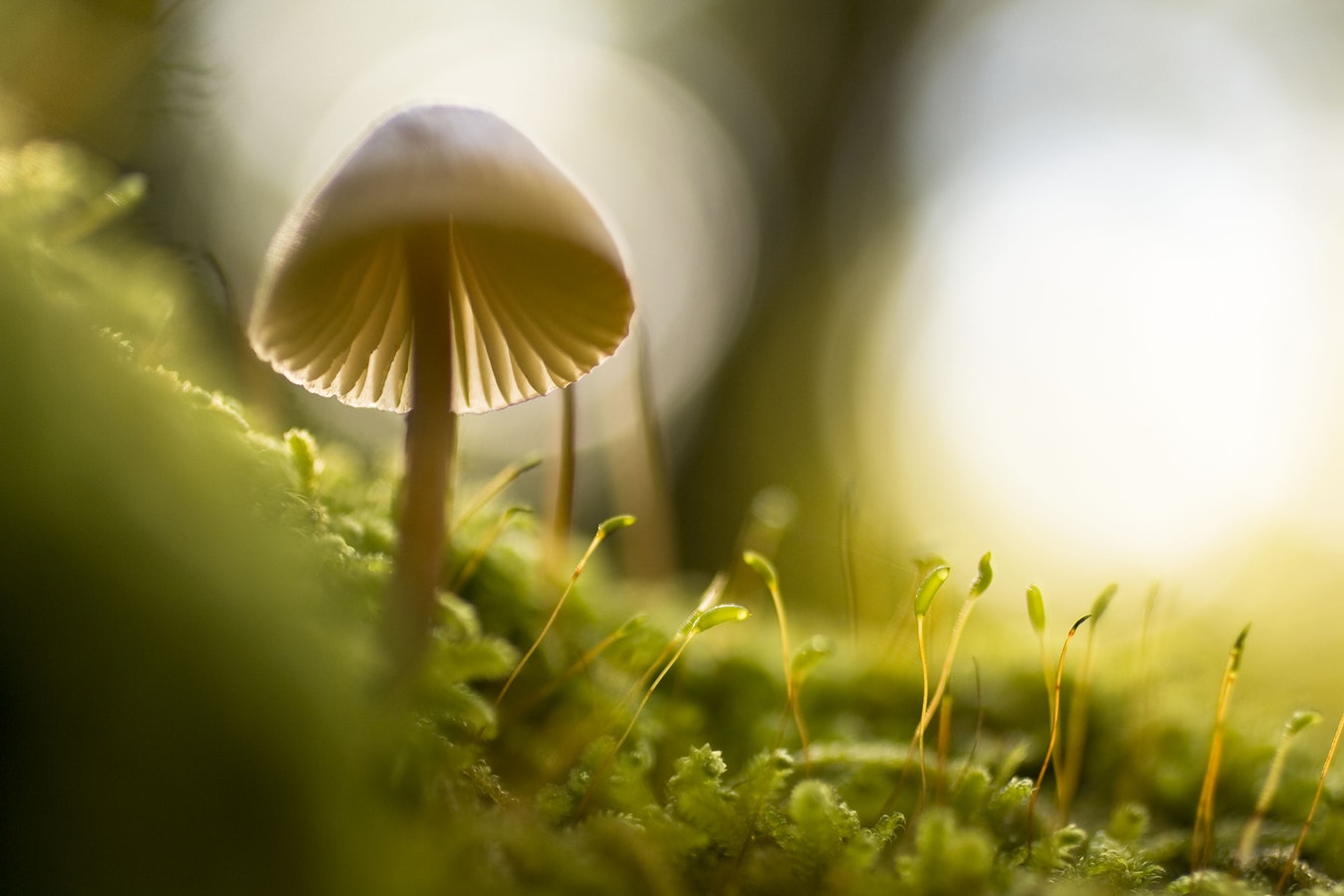 Oregon’s Psilocybin Program Stands on Millennia of Indigenous Knowledge ...