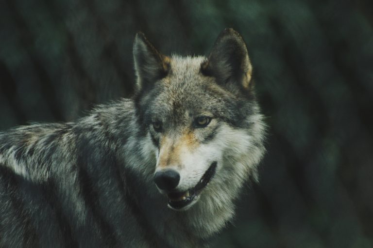 Gray Wolves Expand into Western Oregon - The Corvallis Advocate