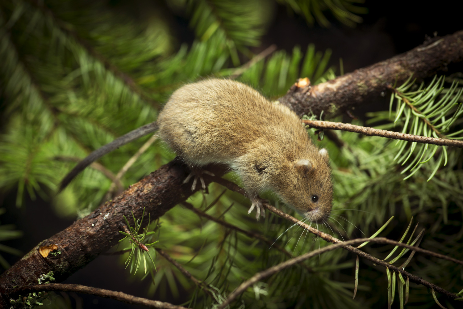 Red Tree Vole