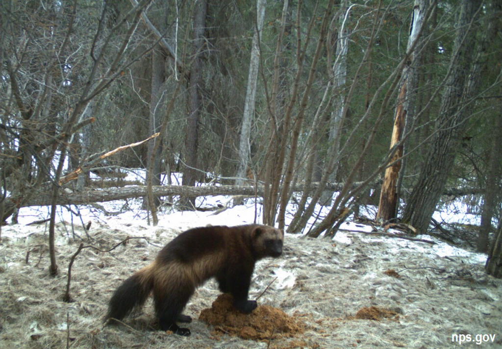 Feds to Decide Species Status of Oregon Wolverines - The Corvallis Advocate