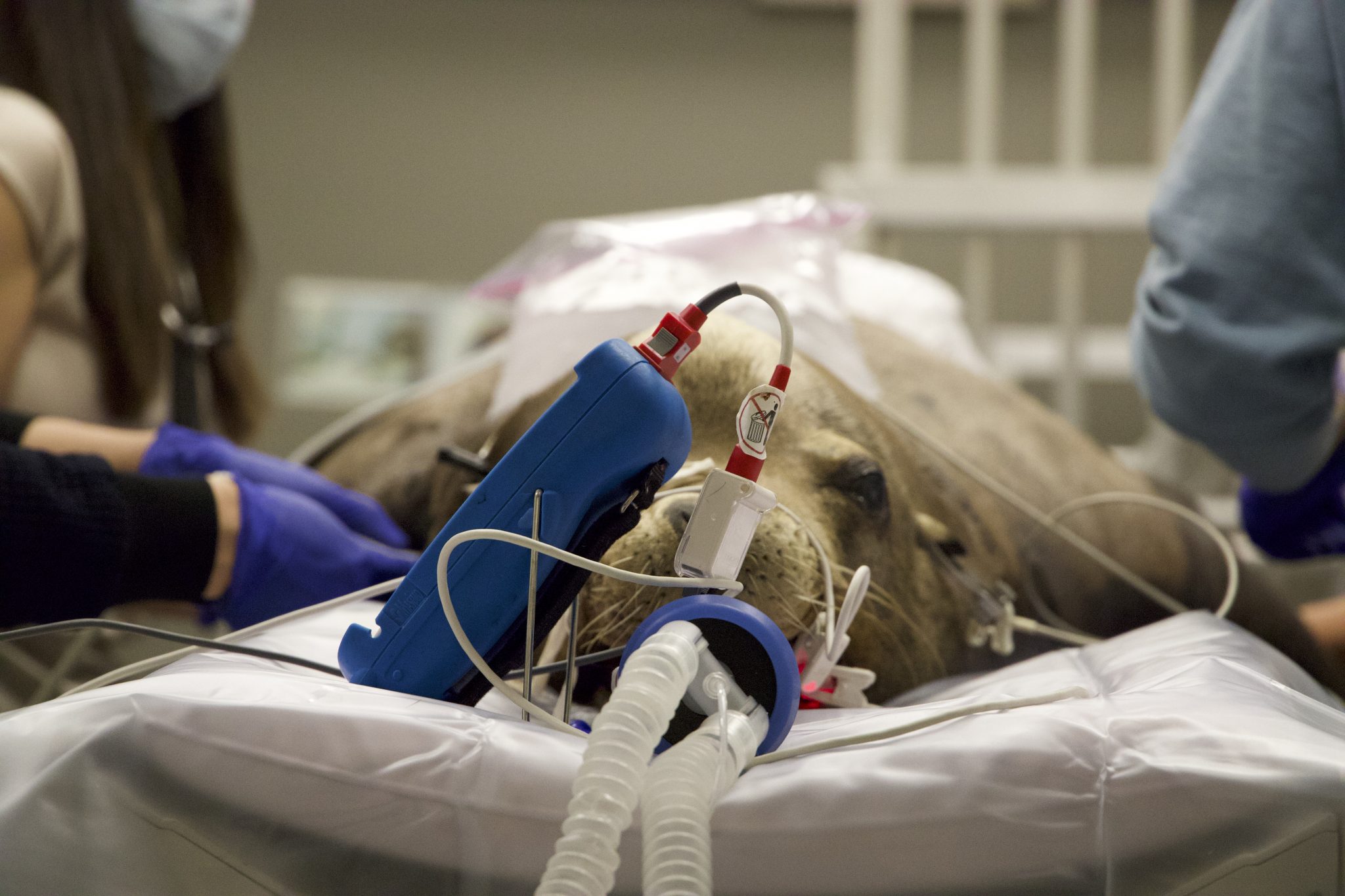 Max the Sea Lion Receives Treatment at OSU - The Corvallis Advocate