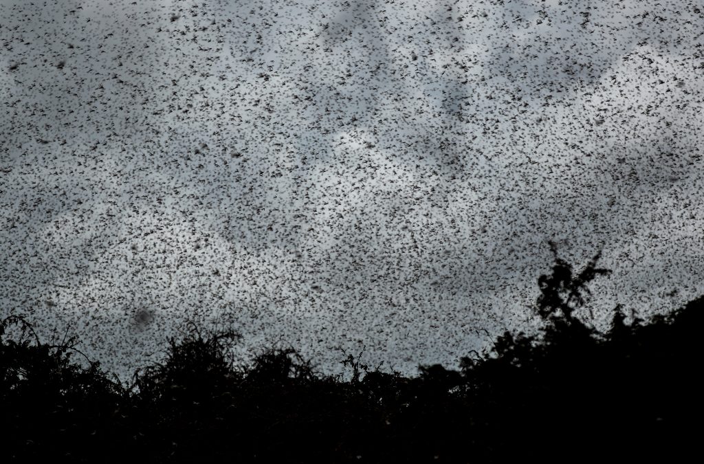 The Locust Plague and Climate Change: Local Professor Weighs In - The ...