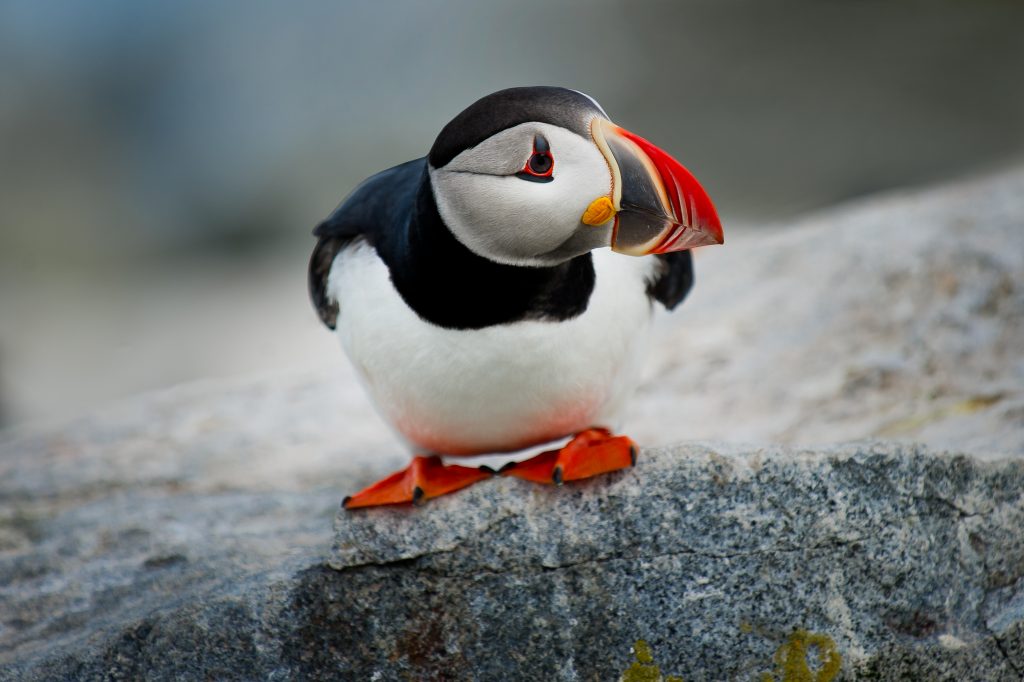 ‘Protect Our Puffins’ Campaign Trying to Save Famous Oregon Birds - The ...