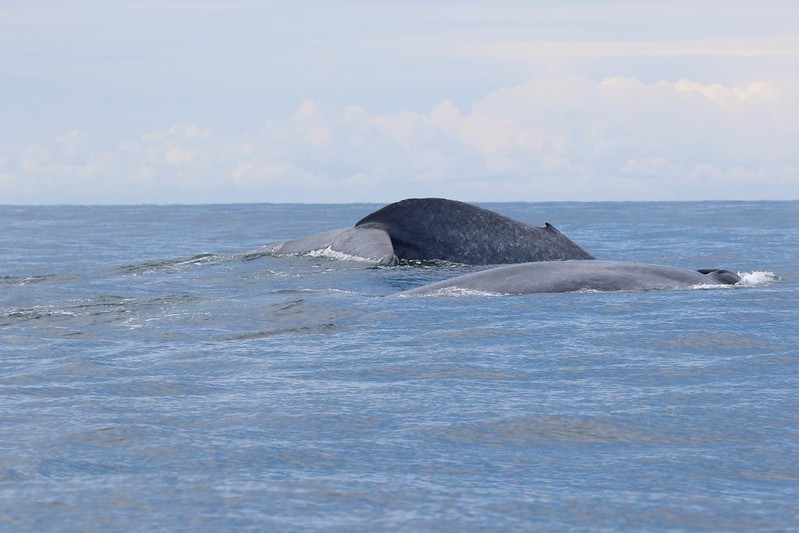 OSU Researchers Forecast Whale Movement - The Corvallis Advocate