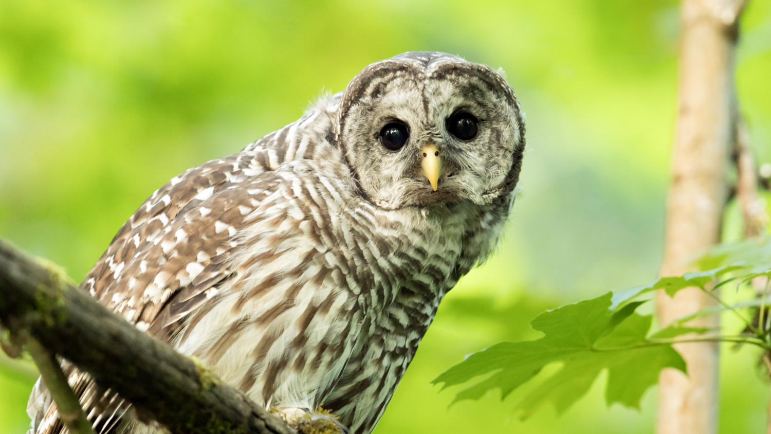 INTERVIEW: Talking Spotted Owl vs. Barred Owl with Dr. David Wiens ...