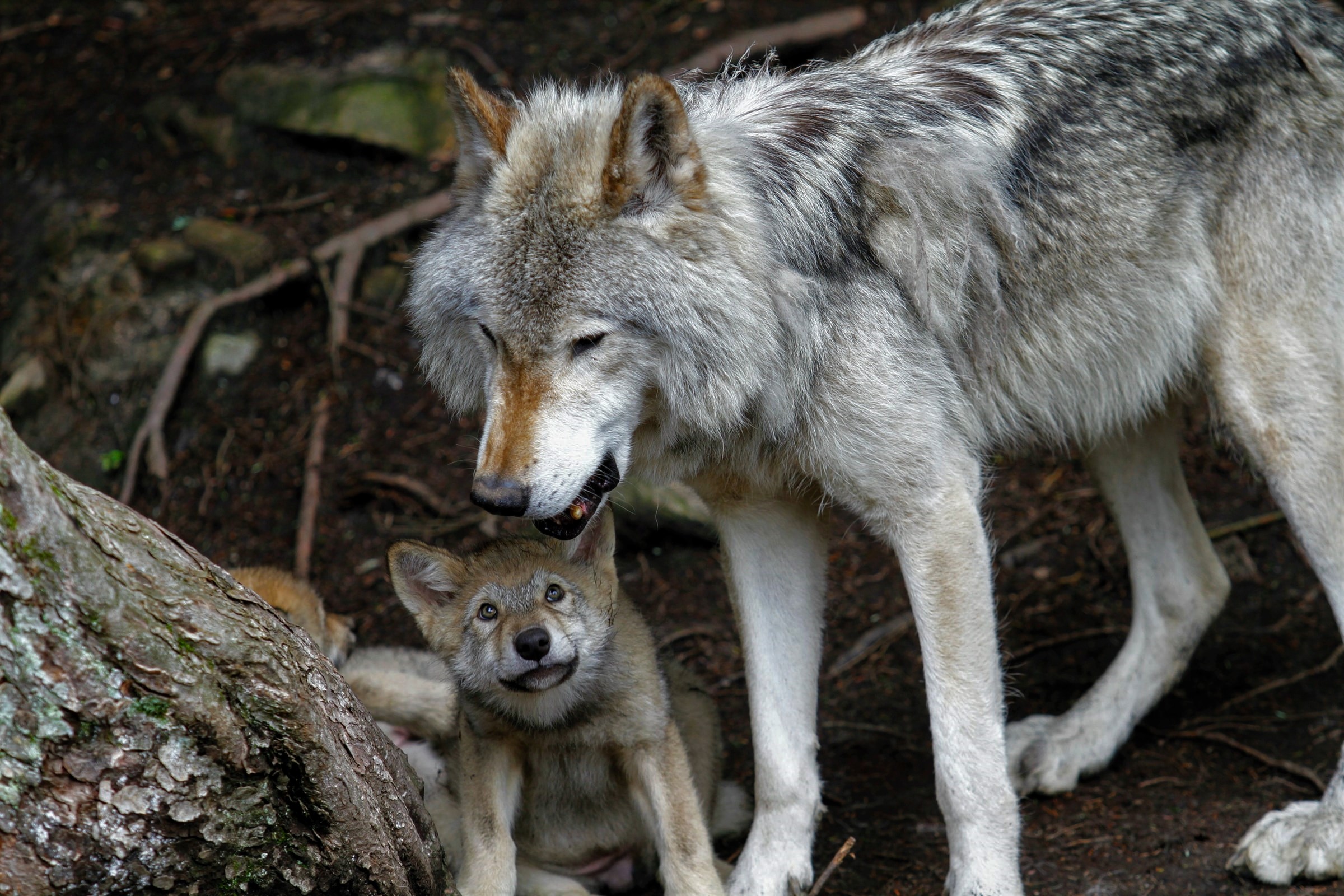 DeFazio Calls For Gray Wolf Protection - The Corvallis Advocate
