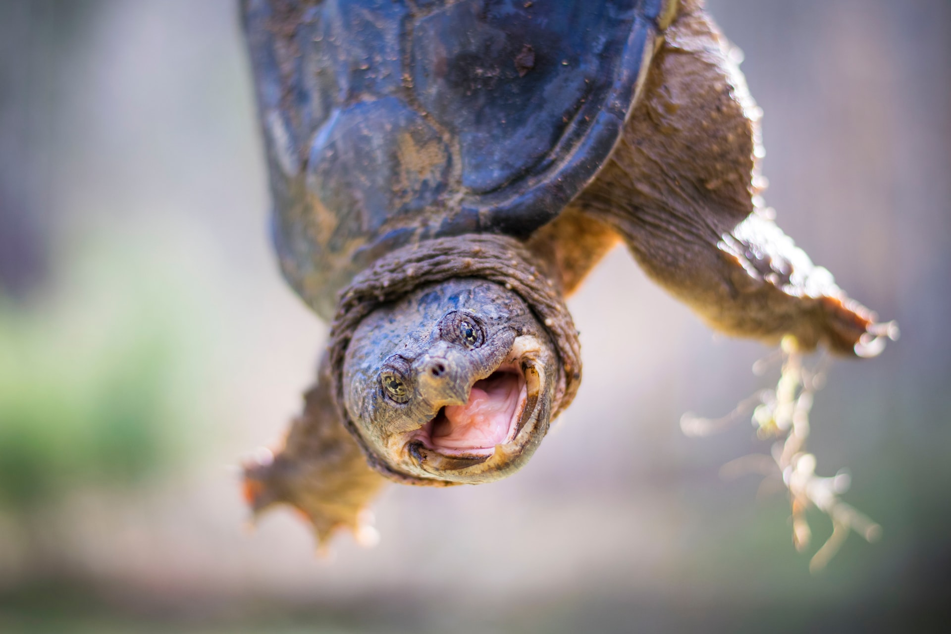 Oregon Says: Watch Out for Invasive Snapping Turtles - The Corvallis ...