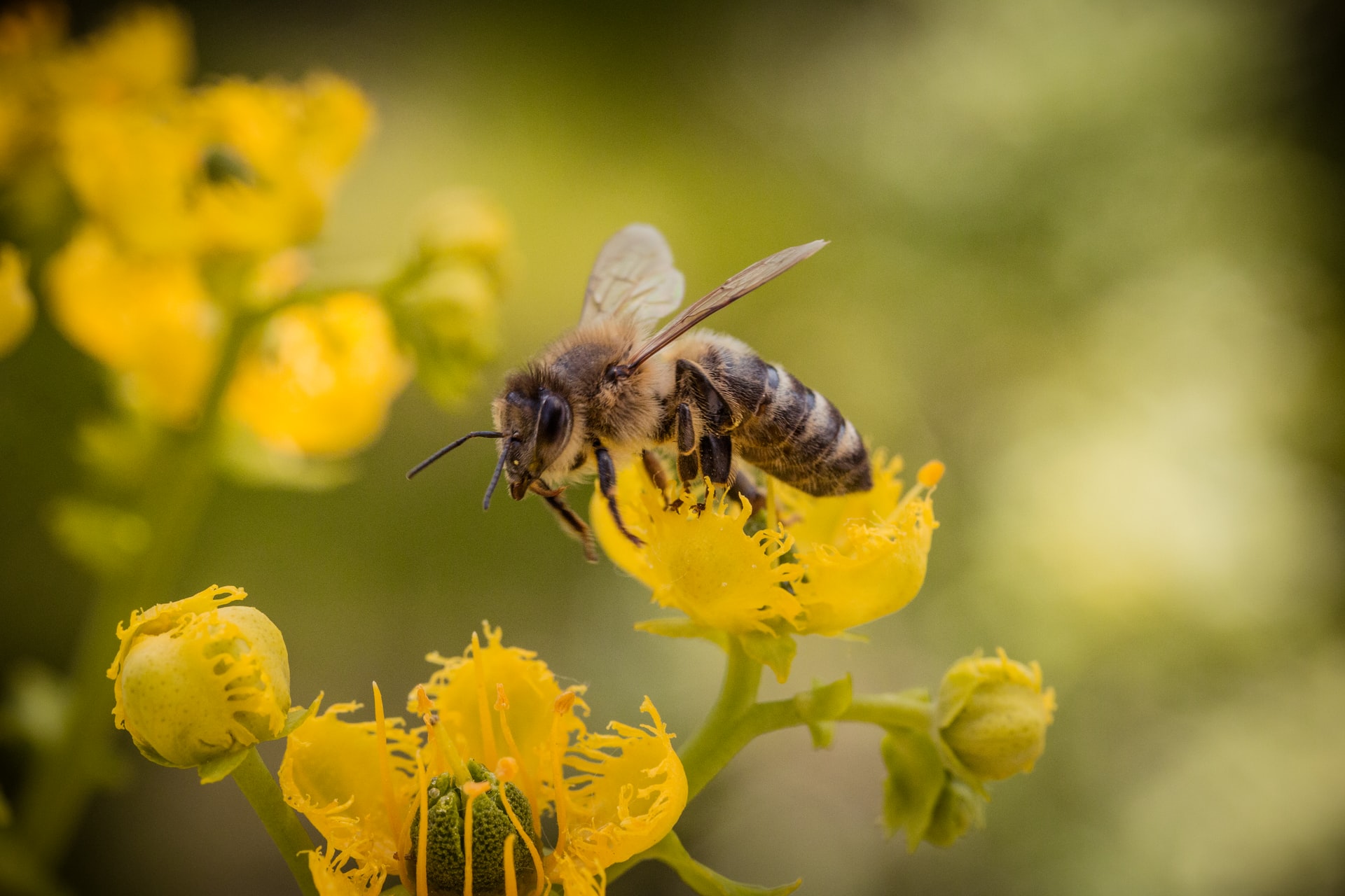 There are 300 Bee City Sites in US, None in Corvallis Yet - The ...