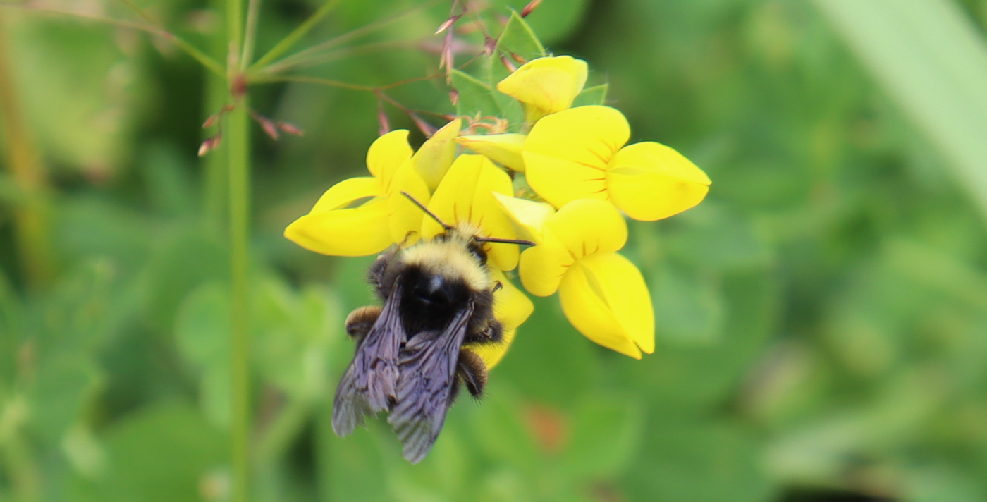 Corvallis Science & Nature: River Cleanup, Oregon’s Bees, OSU Hurricane ...