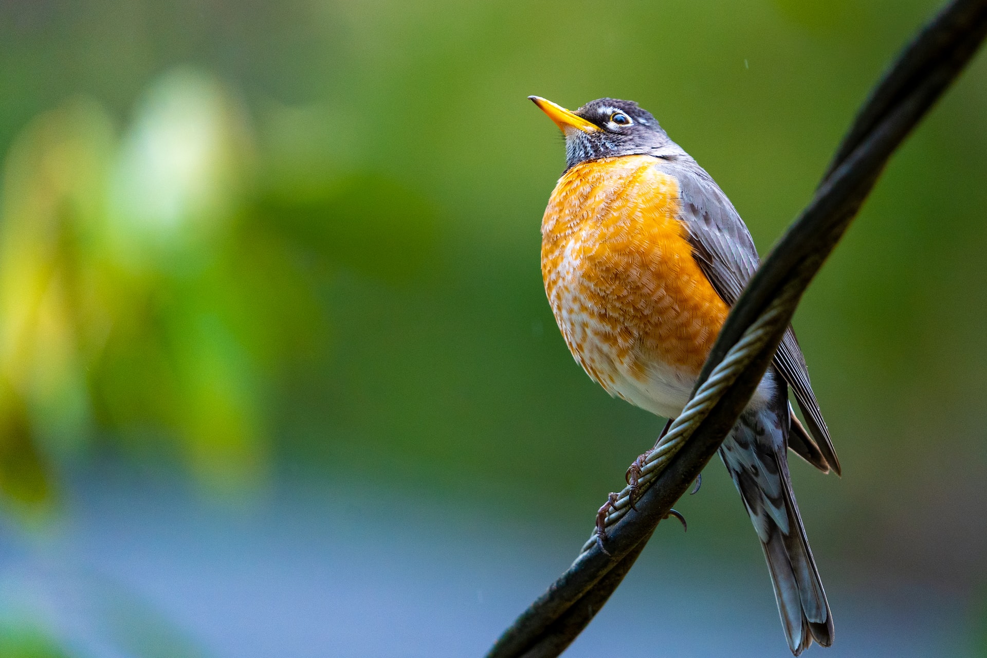 Corvallis Science & Nature: The Great Backyard Bird Count, River ...