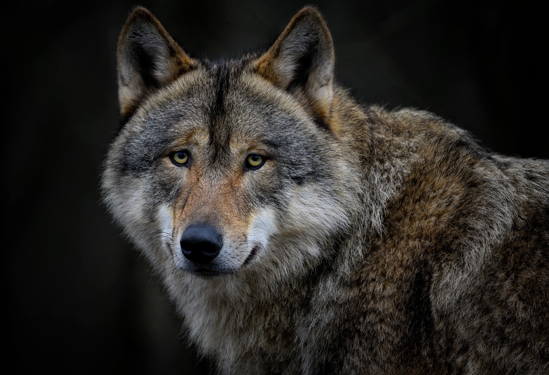 Oregon Agrees to Transfer 10 Wolves to Colorado, Other States Said No ...