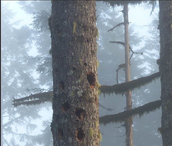 OSU Long Term Study on Standing Dead Tree Techniques in Forrest ...