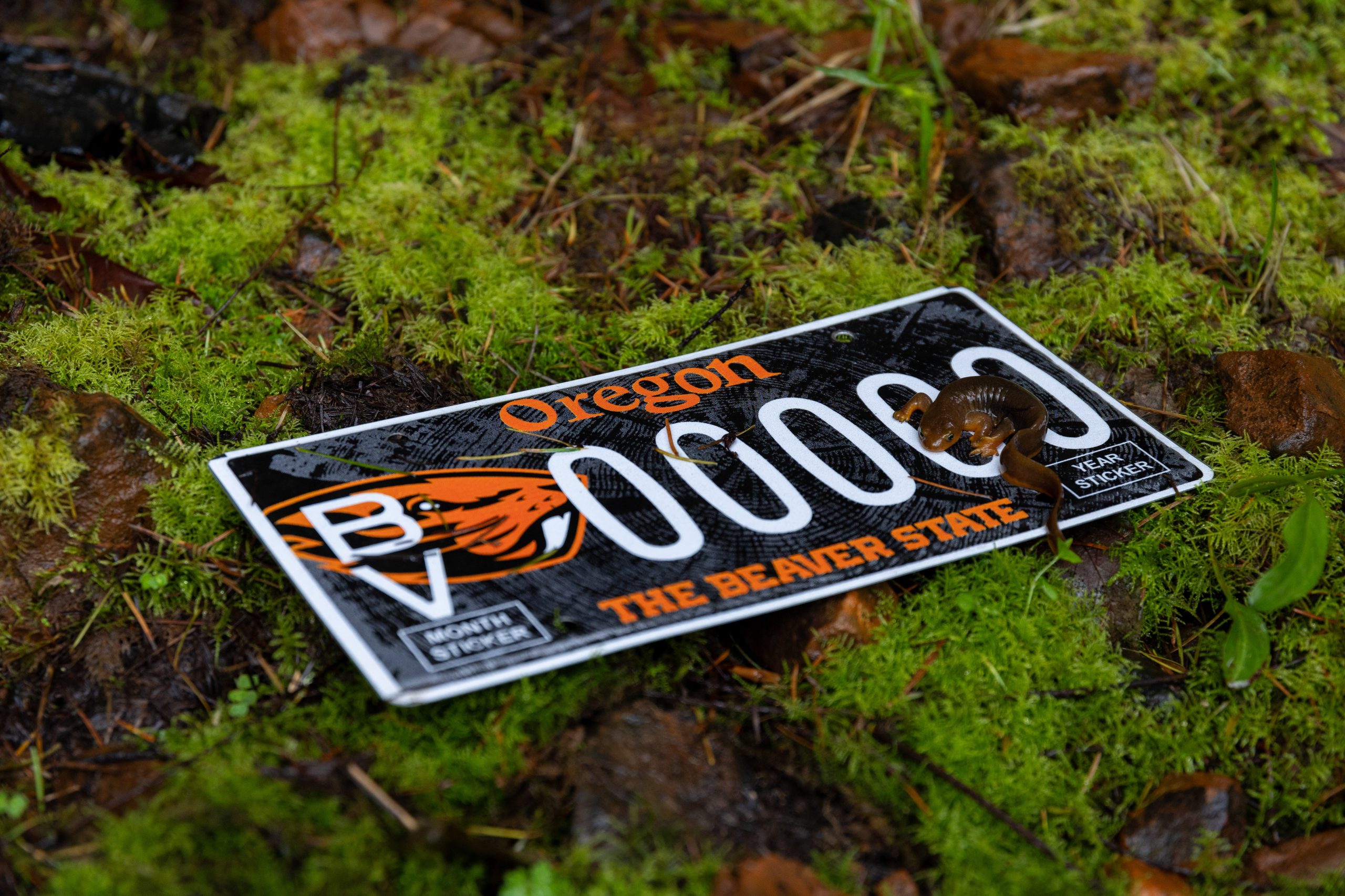 New OSU License Plate Unveiled - The Corvallis Advocate