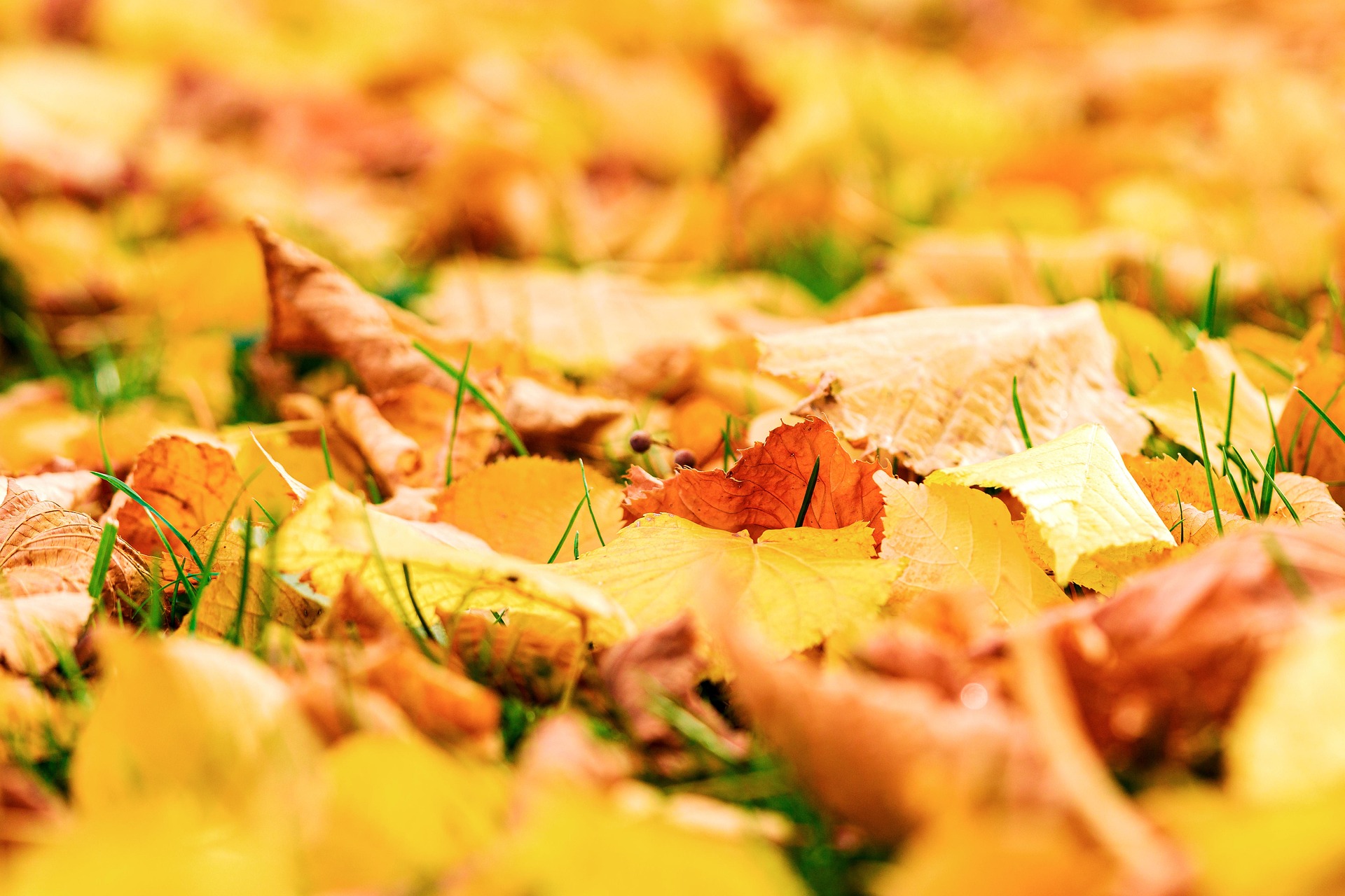 Corvallis Leaf Refuse Collection Starts Soon, Rules and Details - The ...