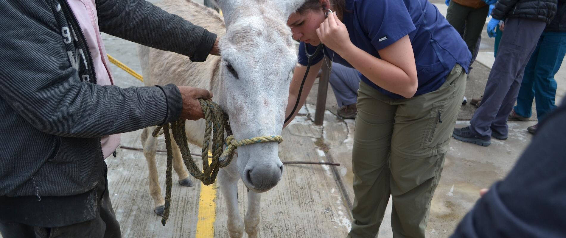 OSU Veterinary Students Bring Services to Mexico, Here's Why that ...